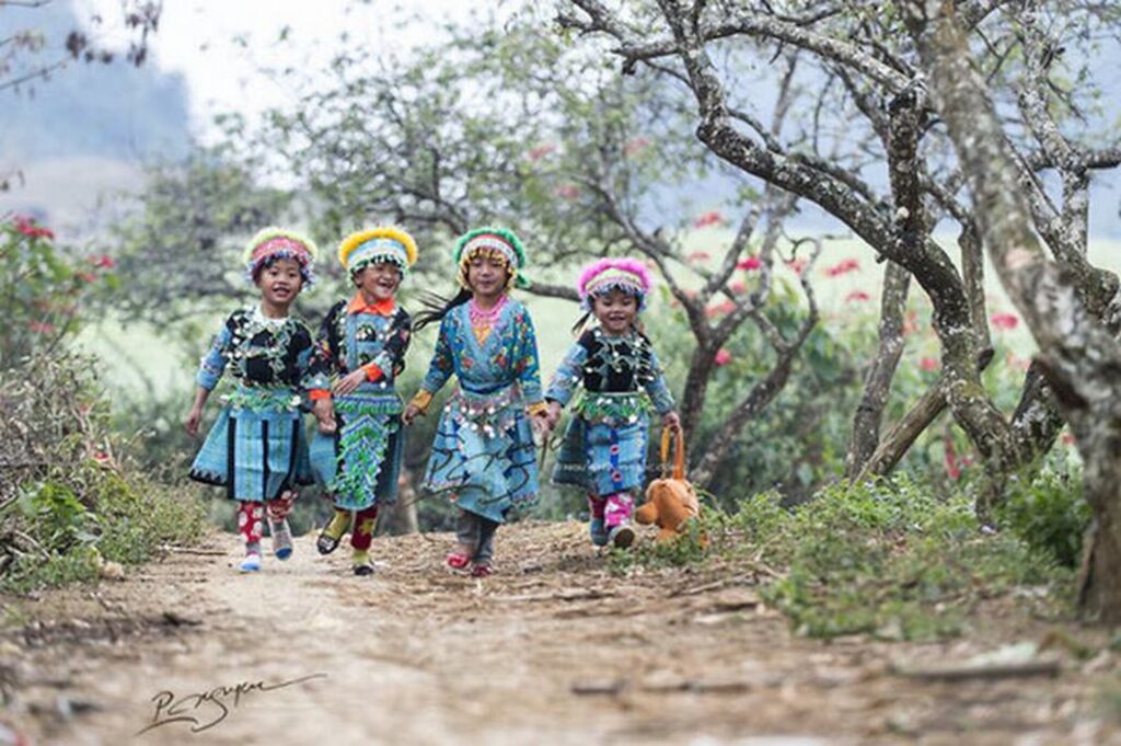 Hoa Mận Mộc Châu - Sắc Tinh Khôi Đầy Quyến Rũ