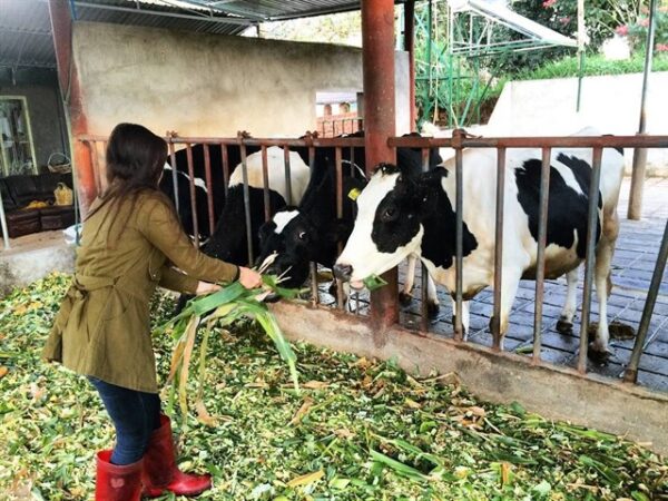 Đà Lạt Milk Farm - Nông trại bò sữa đốn tim giới trẻ