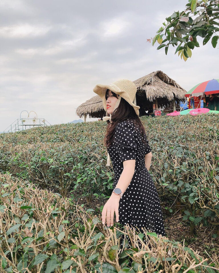 Khám phá Đảo Chè Thanh Chương - Ốc đảo chè xanh nơi xứ Nghệ