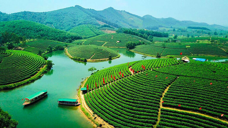 Khám phá Đảo Chè Thanh Chương - Ốc đảo chè xanh nơi xứ Nghệ