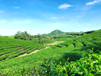 Khám phá Đảo Chè Thanh Chương - Ốc đảo chè xanh nơi xứ Nghệ