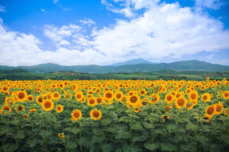 Cánh đồng hoa hướng dương - Địa điểm hút khách ghé thăm dạo gần đây