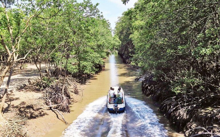Rừng Sác Cần Giờ - Kinh nghiệm khám phá chi tiết “căn cứ nổi” Sài Thành