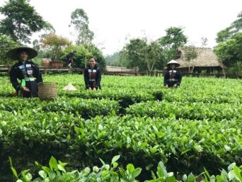 Đồi chè Đông Giang - Địa điểm check-in không thể bỏ qua