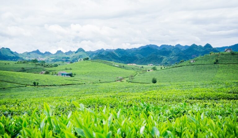 Đồi chè Thanh Sơn - Hòa mình trong vẻ đẹp bình yên