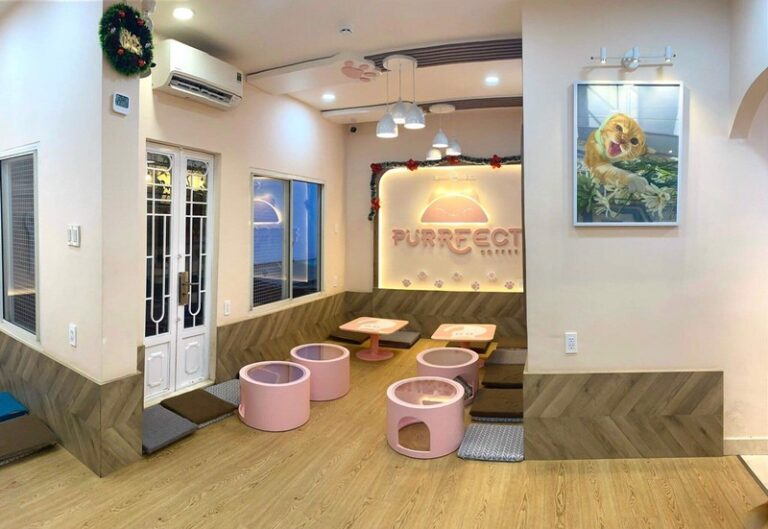 Purrfect Coffee - Điểm Hẹn Lý Tưởng cho Tín Đồ Mèo và Cà Phê chuẩn 5 sao