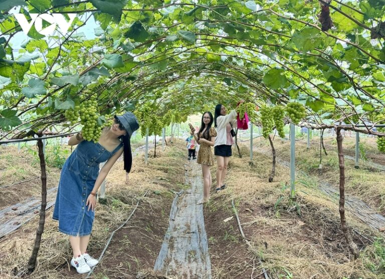 Điều đặc biệt ở Vườn nho Ba Mọi Ninh Thuận mà bạn cần biết