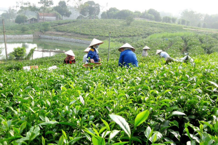 Đồi chè Tân Cương: Thiên đường chè xanh thu hút du khách