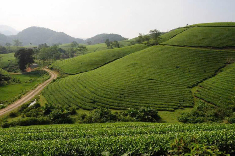 Đồi chè Tân Cương: Thiên đường chè xanh thu hút du khách